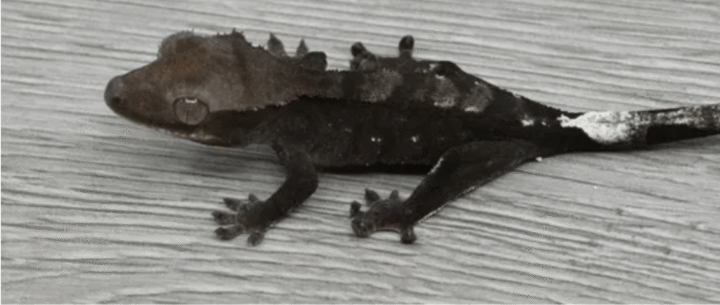 AXANTICO - Mercado Morph