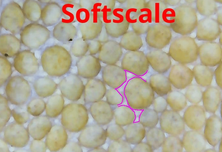 SOFT SCALE - Mercado Morph