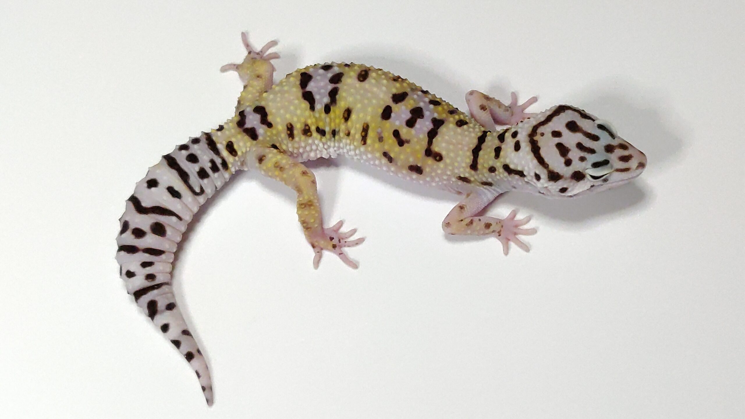 Giant - Mercado Morph