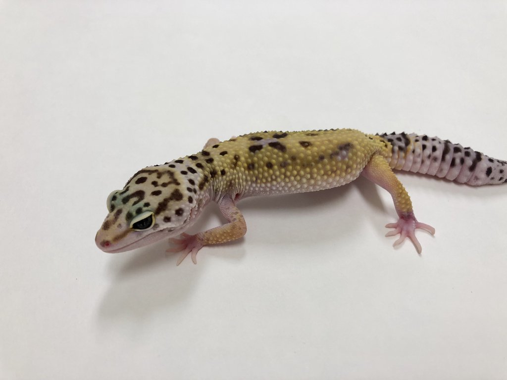Marble Eye - Mercado Morph